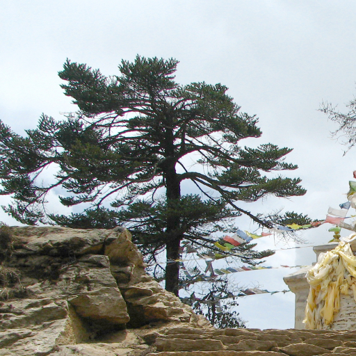 East Himalayan Fir (Abies Spectabilis) Plant Care & How to Grow, Water