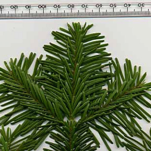 Fir Trees (Abies) Plant Care & How to Grow, Water