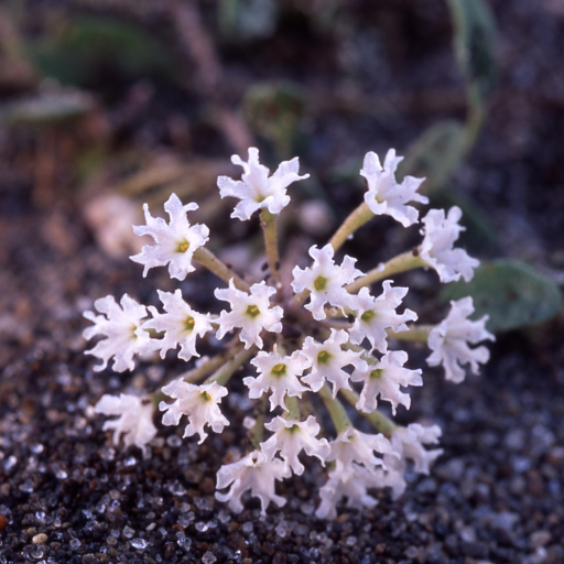 Wyoming Sand Verbena (Abronia Ammophila) Plant Care & How to Grow, Water