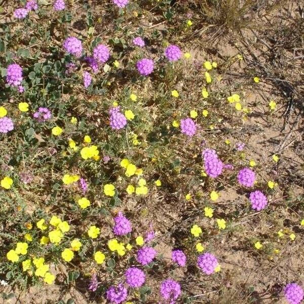 Slender Sand Verbena (Abronia Gracilis) Care Guide: Water, Soil ...