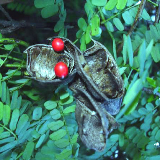 Rosary Pea (Abrus Precatorius) Plant Care & How to Grow, Water