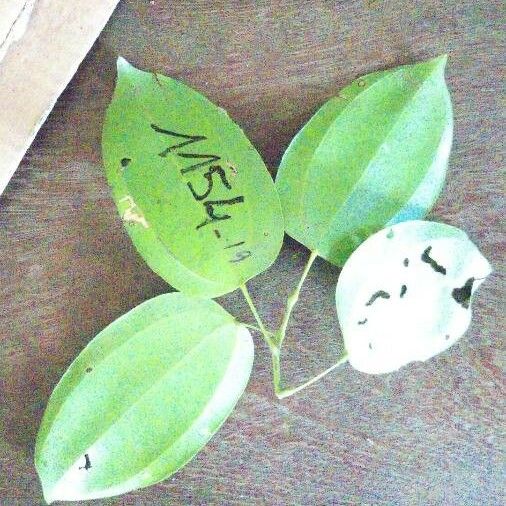 Leaf (Abuta Grandifolia) Plant Care & How to Grow, Water