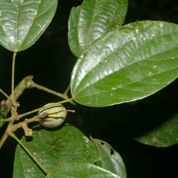 Mycock Nut (Abuta Panamensis) Plant Care & How to Grow, Water