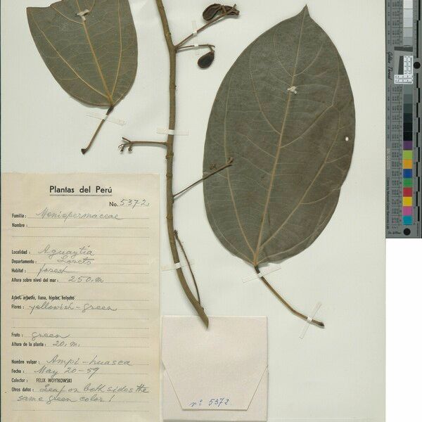 Abuta Solimoesensis Plant Care & How to Grow, Water