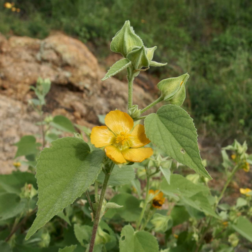 Shrubby Indian Mallow (Abutilon Abutiloides) Plant Care & How to Grow ...