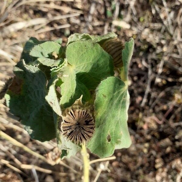 Florida Keys Indian Mallow (Abutilon Hirtum) Plant Care & How to Grow ...