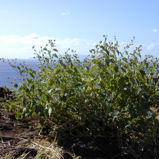 Pelotazo (Abutilon Incanum) Plant Care & How to Grow, Water