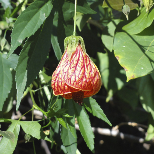 Chinese-Lantern (Abutilon Pictum) Plant Care & How to Grow, Water