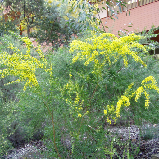 Gold-dust Acacia (Acacia Acinacea) Plant Care & How to Grow, Water