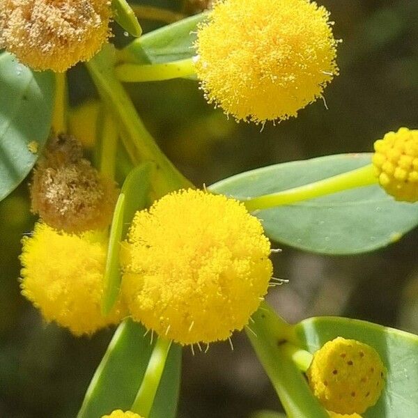 Port Lincoln Wattle (Acacia Anceps) Plant Care & How to Grow, Water