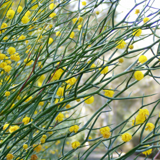 Leafless Rock Wattle (Acacia Aphylla) Plant Care & How to Grow, Water
