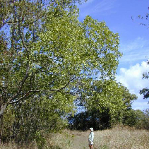Akashmoni (Acacia Auriculiformis) Plant Care & How to Grow, Water