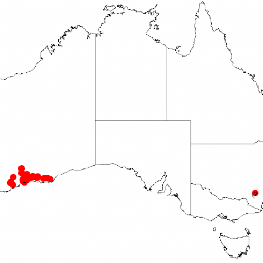 Pineweed (Acacia Binata) Plant Care & How to Grow, Water