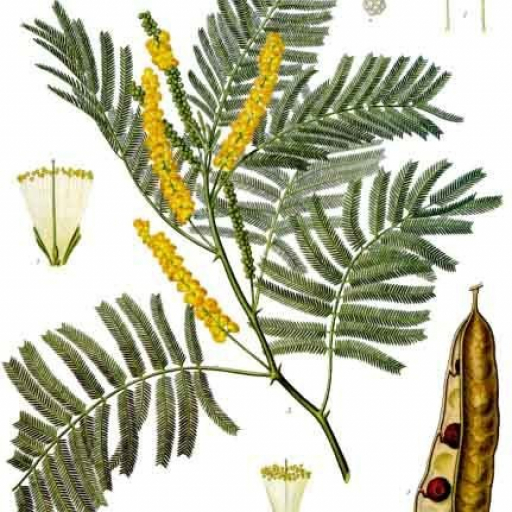 Black Cutch (Acacia Catechu) Plant Care & How to Grow, Water
