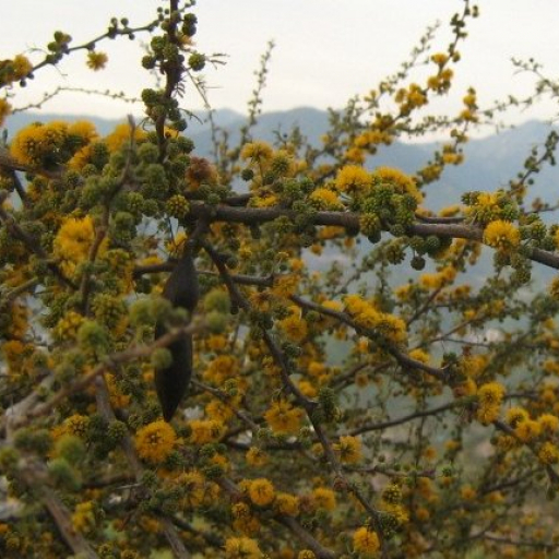 Caven Thorn (Acacia Caven) Plant Care & How to Grow, Water