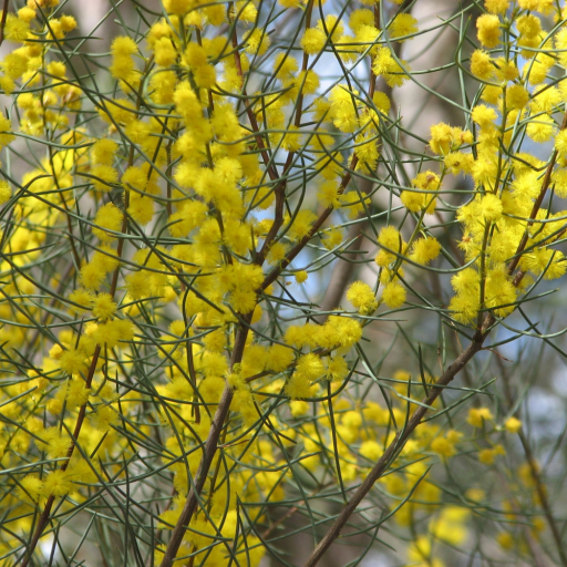 Acacia Choriophylla Plant Care & How to Grow, Water