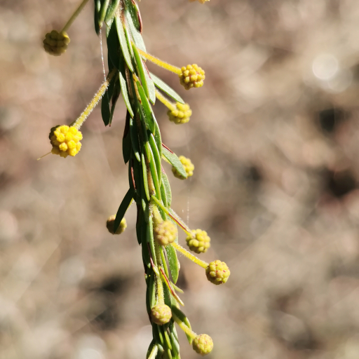 Acacia Conferta Plant Care & How to Grow, Water