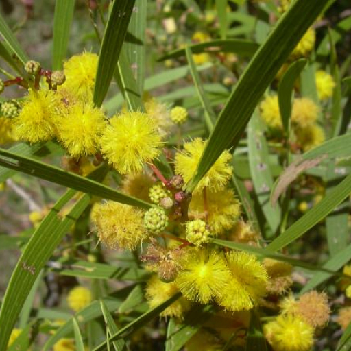 Formosan Koa (Acacia Confusa) Plant Care & How to Grow, Water