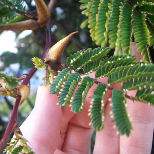 Bullhorn Acacia (Acacia Cornigera) Plant Care & How to Grow, Water