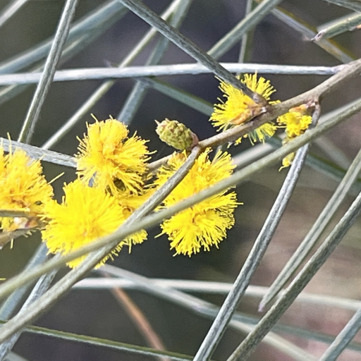 Curly-Bark Wattle (Acacia Curranii) Plant Care & How to Grow, Water