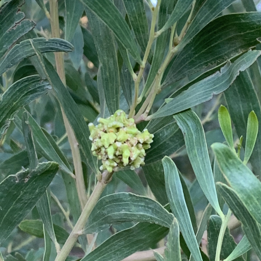 Coastal Wattle (Acacia Cyclops) Plant Care & How to Grow, Water