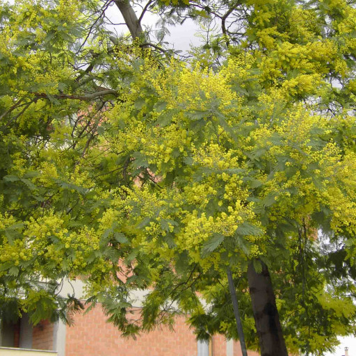 Mimosa (Acacia Dealbata) Plant Care & How to Grow, Water