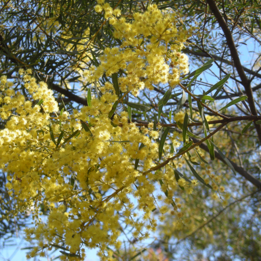 Acacia Decora Plant Care & How to Grow, Water