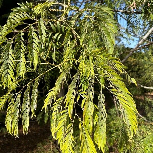 Cedar Wattle (Acacia Elata) Plant Care & How to Grow, Water