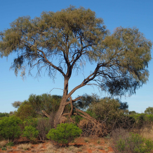 Ironwood Wattle (Acacia Estrophiolata) Care Guide: Water, Soil ...