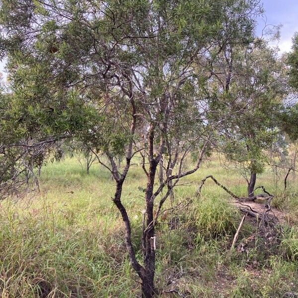 Doodlallie (Acacia Excelsa) Care Guide: Water, Soil & Propagation ...