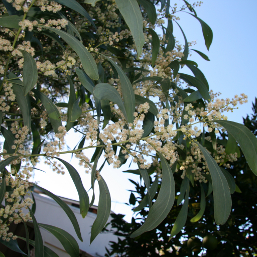 Burra Acacia (Acacia Falcata) Care Guide: Water, Soil & Propagation ...