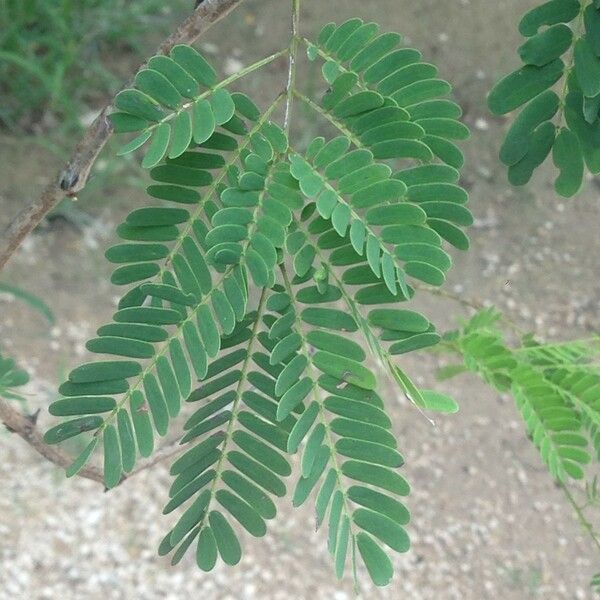 Acacia Gaumeri Plant Care & How to Grow, Water