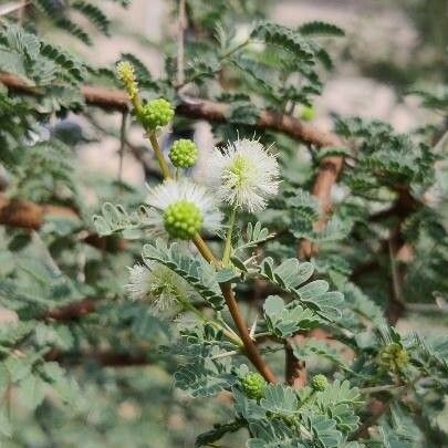 Red Thorn (Acacia Gerrardii) Care Guide: Water, Soil & Propagation ...