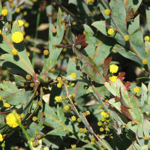 Clay Wattle (Acacia Glaucoptera) Plant Care & How to Grow, Water