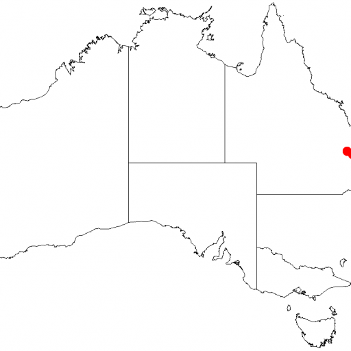 Hock's Acacia (Acacia Hockii) Plant Care & How to Grow, Water