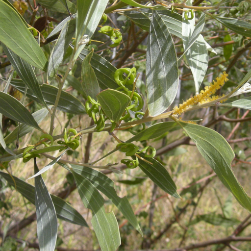 Soapbush Wattle (Acacia Holosericea) Plant Care & How to Grow, Water