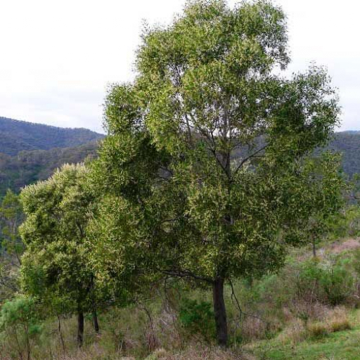 Black Wattle (Acacia Implexa) Plant Care & How to Grow, Water