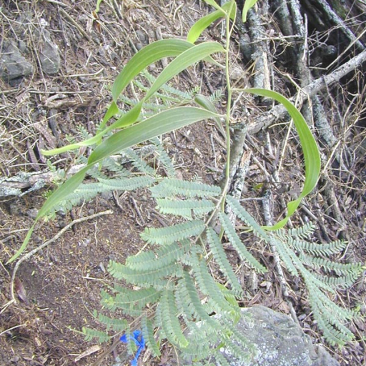 Koa (Acacia Koa) Plant Care & How to Grow, Water