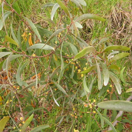Koai'a (Acacia Koaia) Plant Care & How to Grow, Water