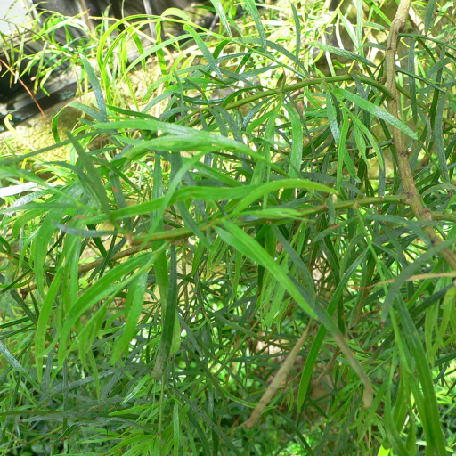 Cinnamon Wattle (Acacia Leprosa) Plant Care & How to Grow, Water