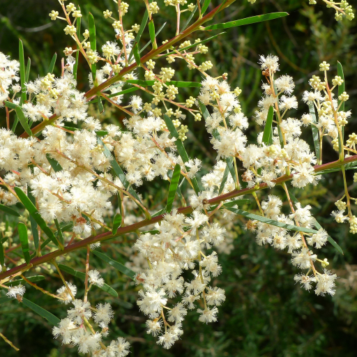 White Wattle (Acacia Linifolia) Plant Care & How to Grow, Water
