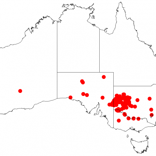 Broken Hill Gidgee (Acacia Loderi) Plant Care & How to Grow, Water