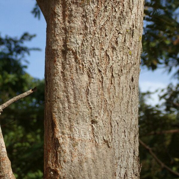 Acacia Macrostachya Plant Care & How to Grow, Water