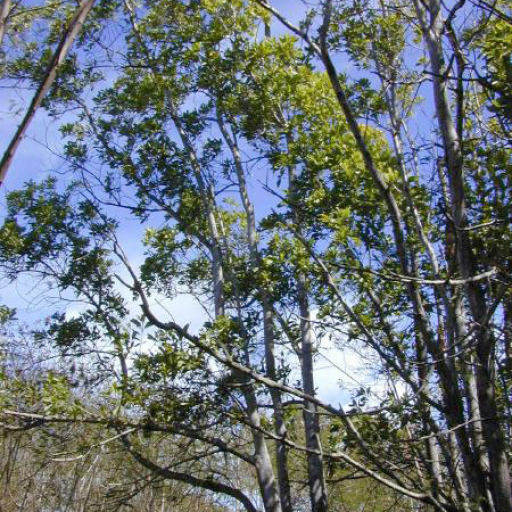 Black Wattle (Acacia Mangium) Plant Care & How to Grow, Water