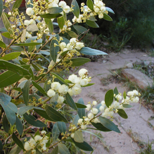 Myrtle Wattle (Acacia Myrtifolia) Plant Care & How to Grow, Water
