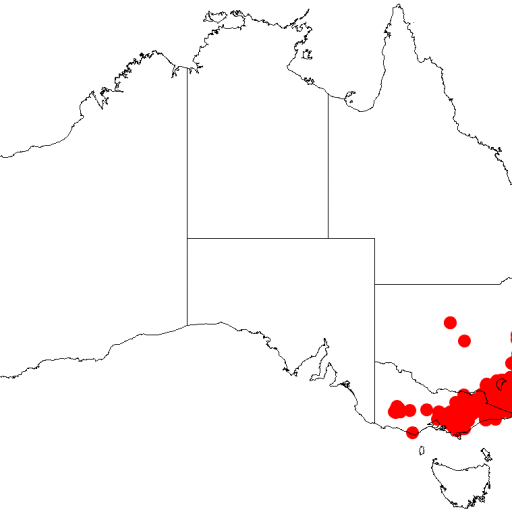 Mountain Hickory Wattle (Acacia Obliquinervia) Plant Care & How to Grow ...