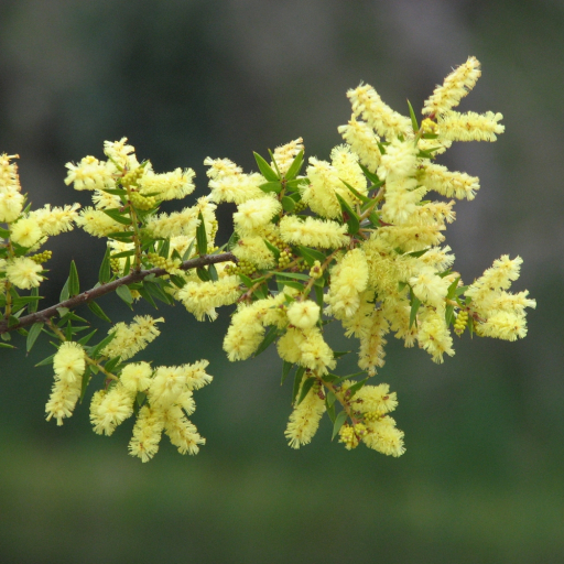Spike Wattle (Acacia Oxycedrus) Plant Care & How to Grow, Water