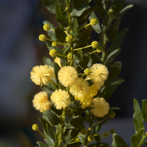 Acacia-Hedge (Acacia Paradoxa) Plant Care & How to Grow, Water
