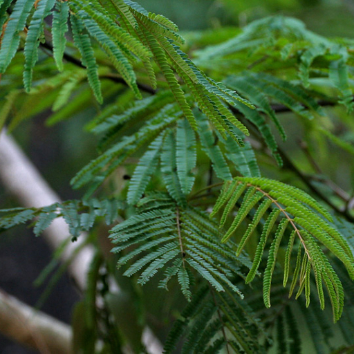 Climbing Acacia (Acacia Pennata) Plant Care & How to Grow, Water