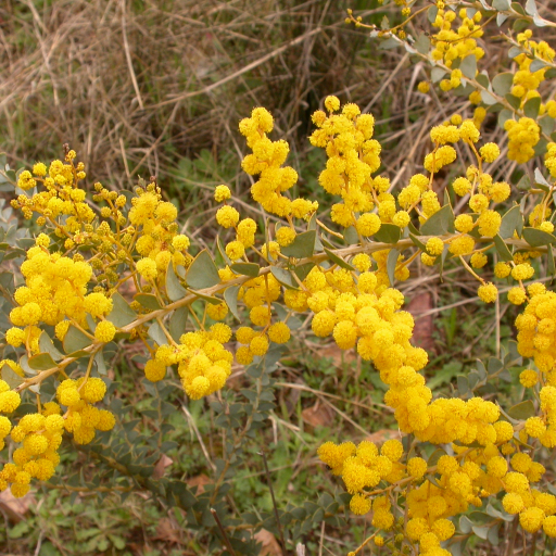 Wedge-leaf Wattle (Acacia Pravissima) Plant Care & How to Grow, Water